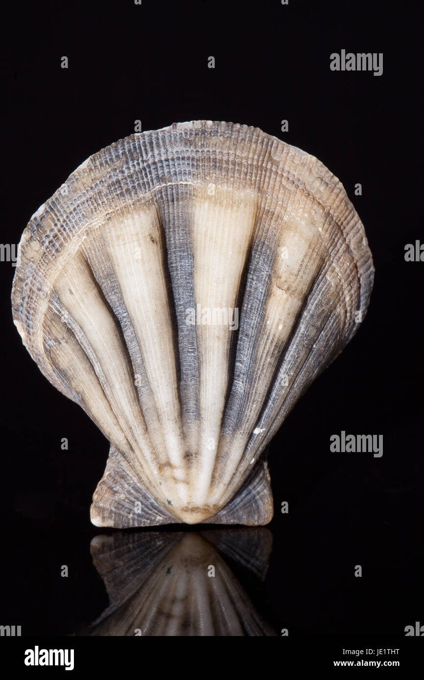 single seashell isolated on black background Stock Photo - Alamy
