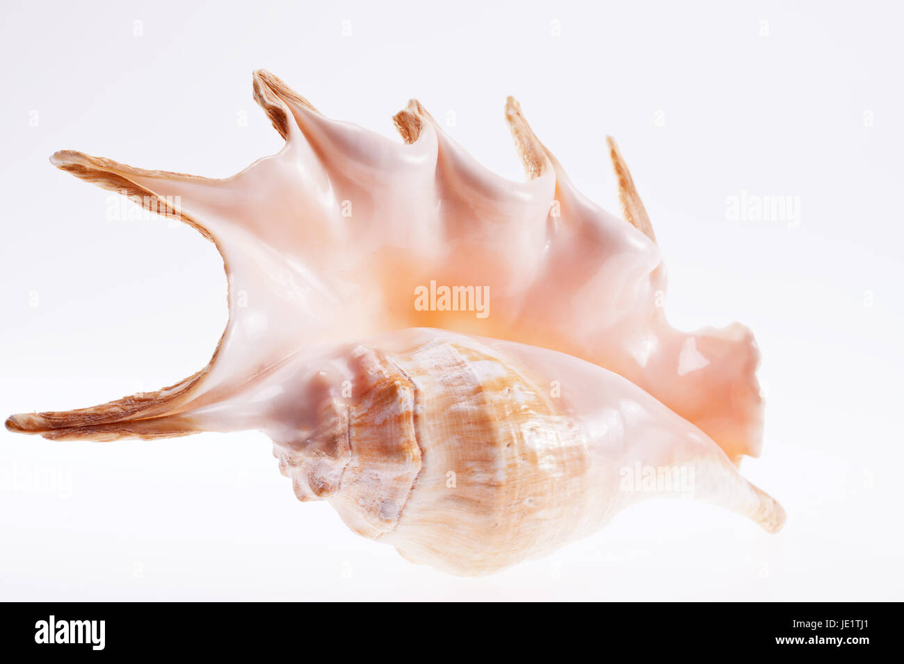 great seashell isolated on white background Stock Photo - Alamy