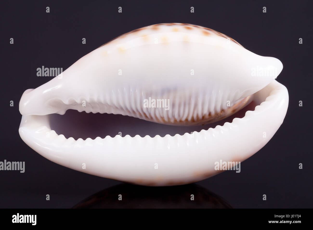 seashell of tiger cowry isolated on black background Stock Photo - Alamy