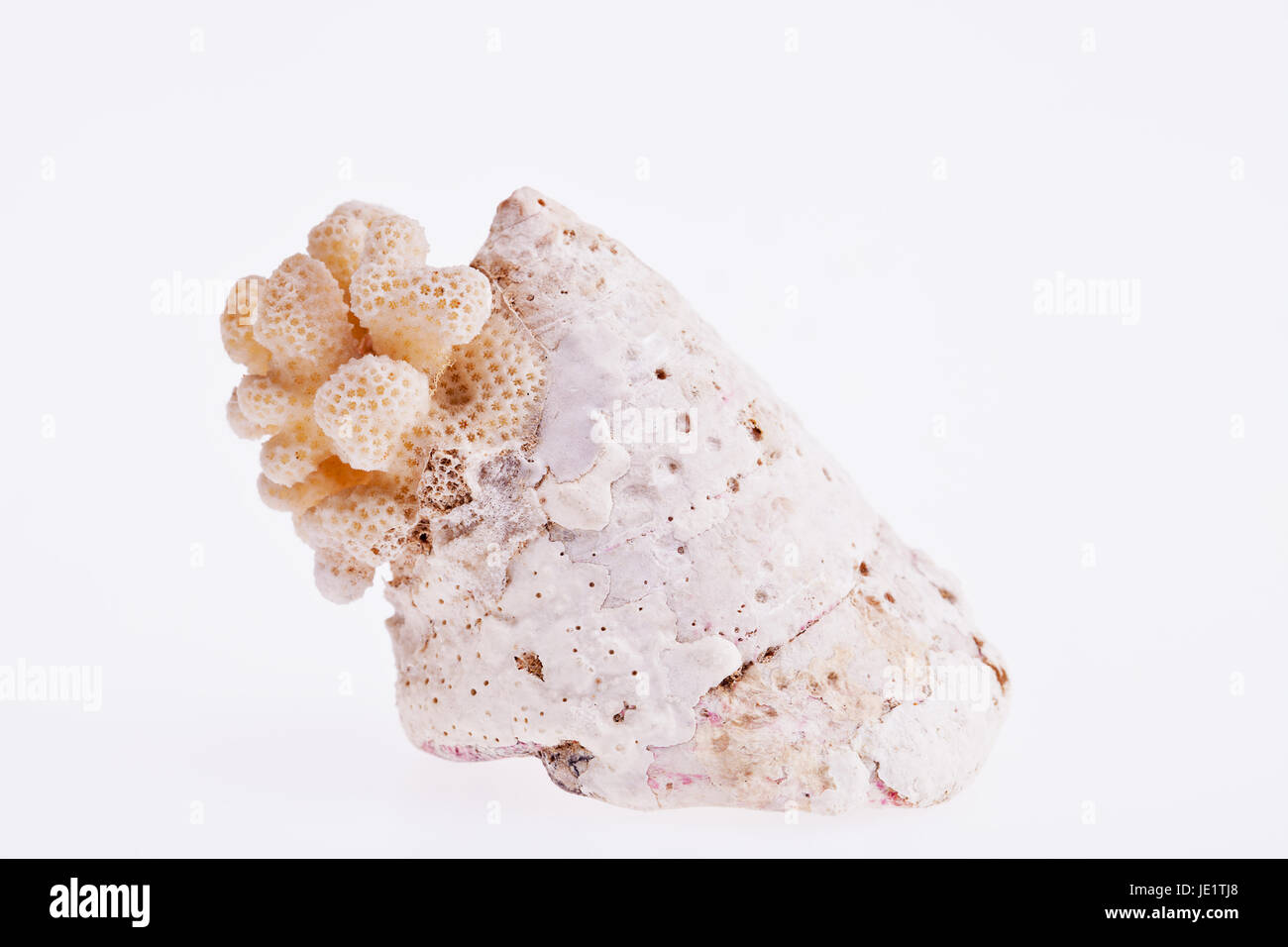 single sea shell with a piece of dead coral reef isolated on white ...