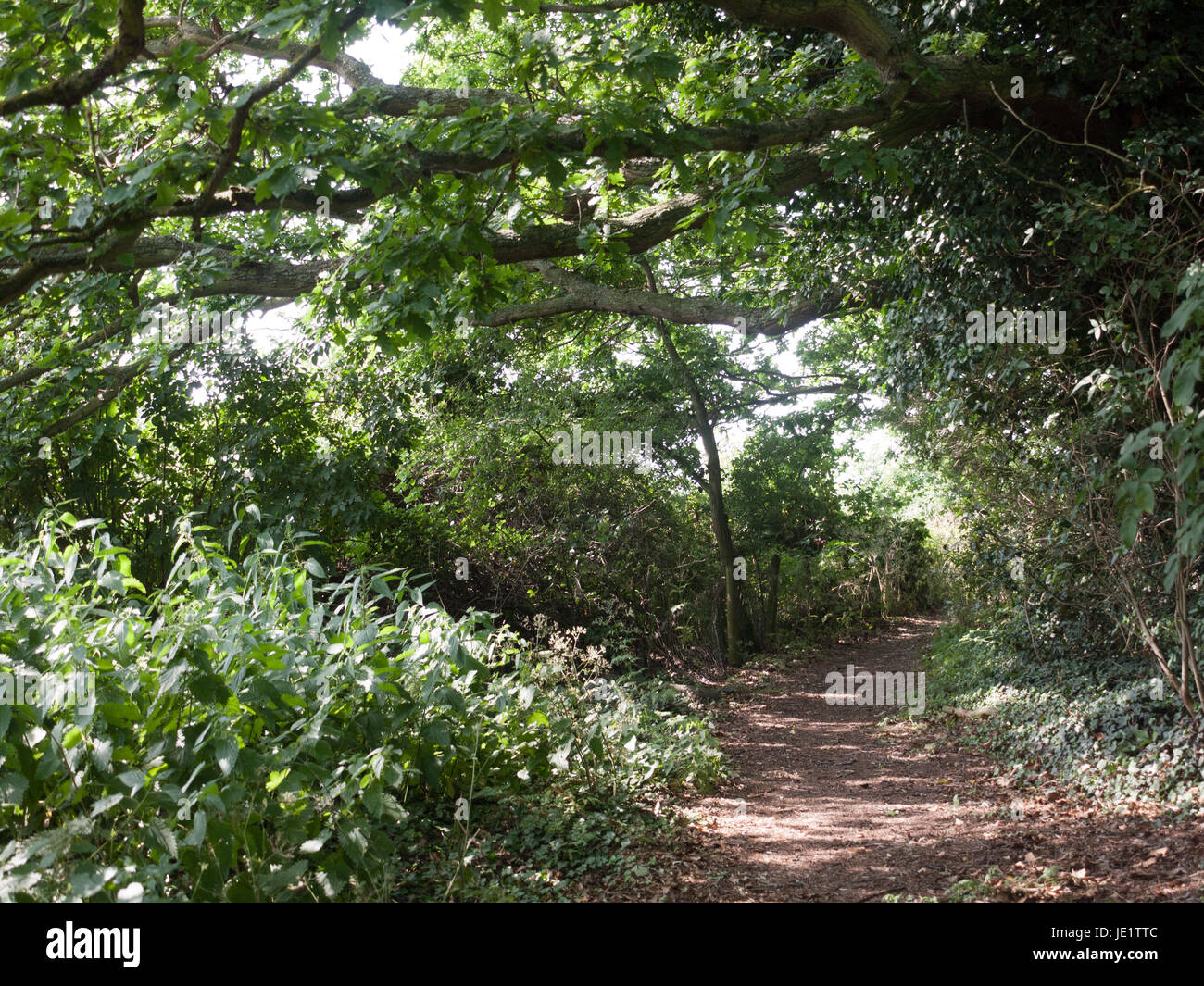 a pathway though a sunny grove in the countryside with lots of leaves ...