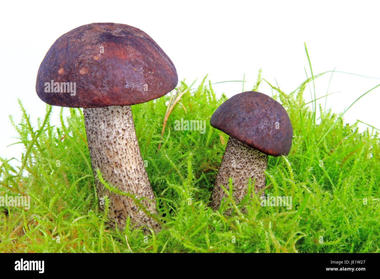 Birken pilze hi-res stock photography and images - Alamy