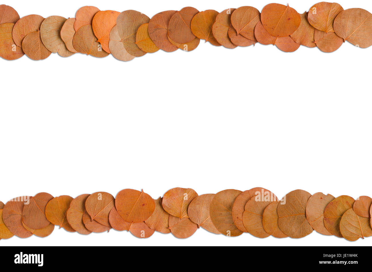 Autumn leaves border on horizontal white background Stock Photo - Alamy