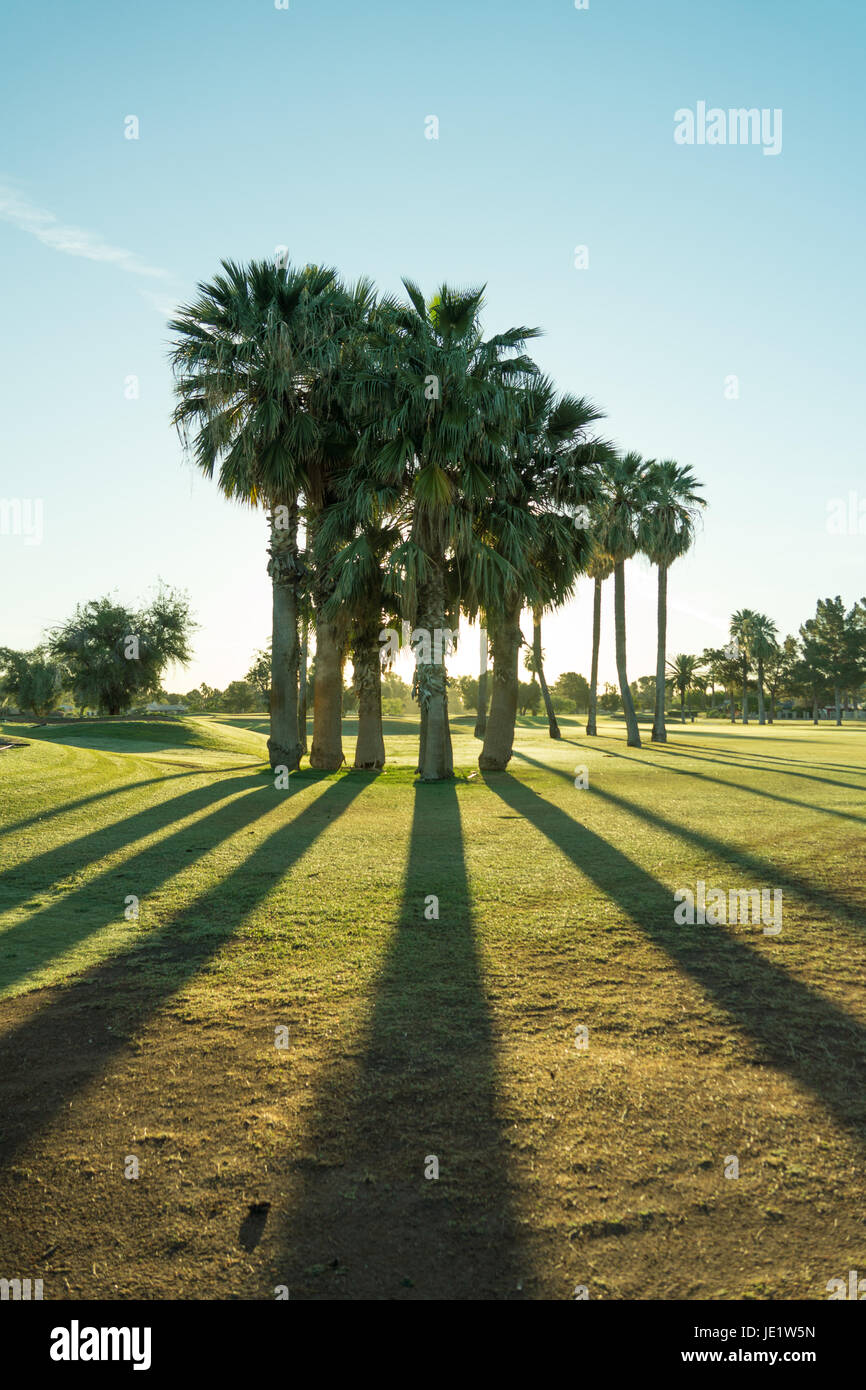The sun setting behind a grove of palm trees Stock Photo - Alamy