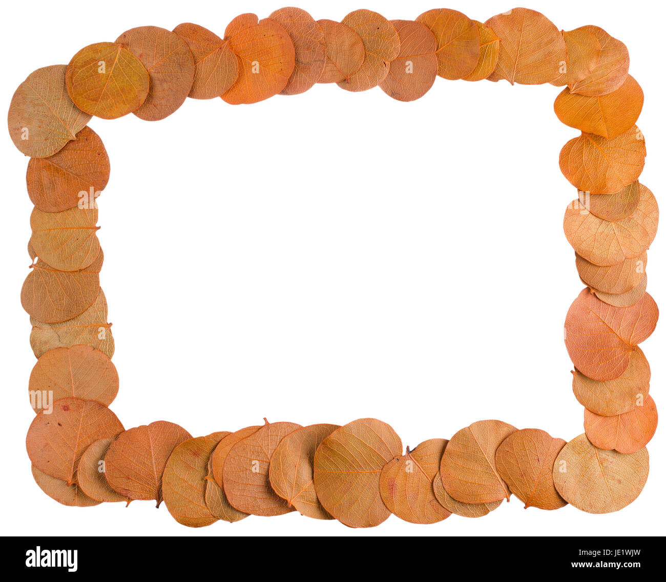 Autumn leaves rectangular frame on white background Stock Photo - Alamy
