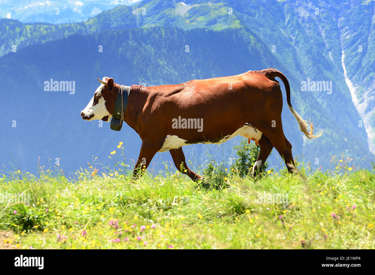 Cow on green grass and blue sky Stock Photo - Alamy