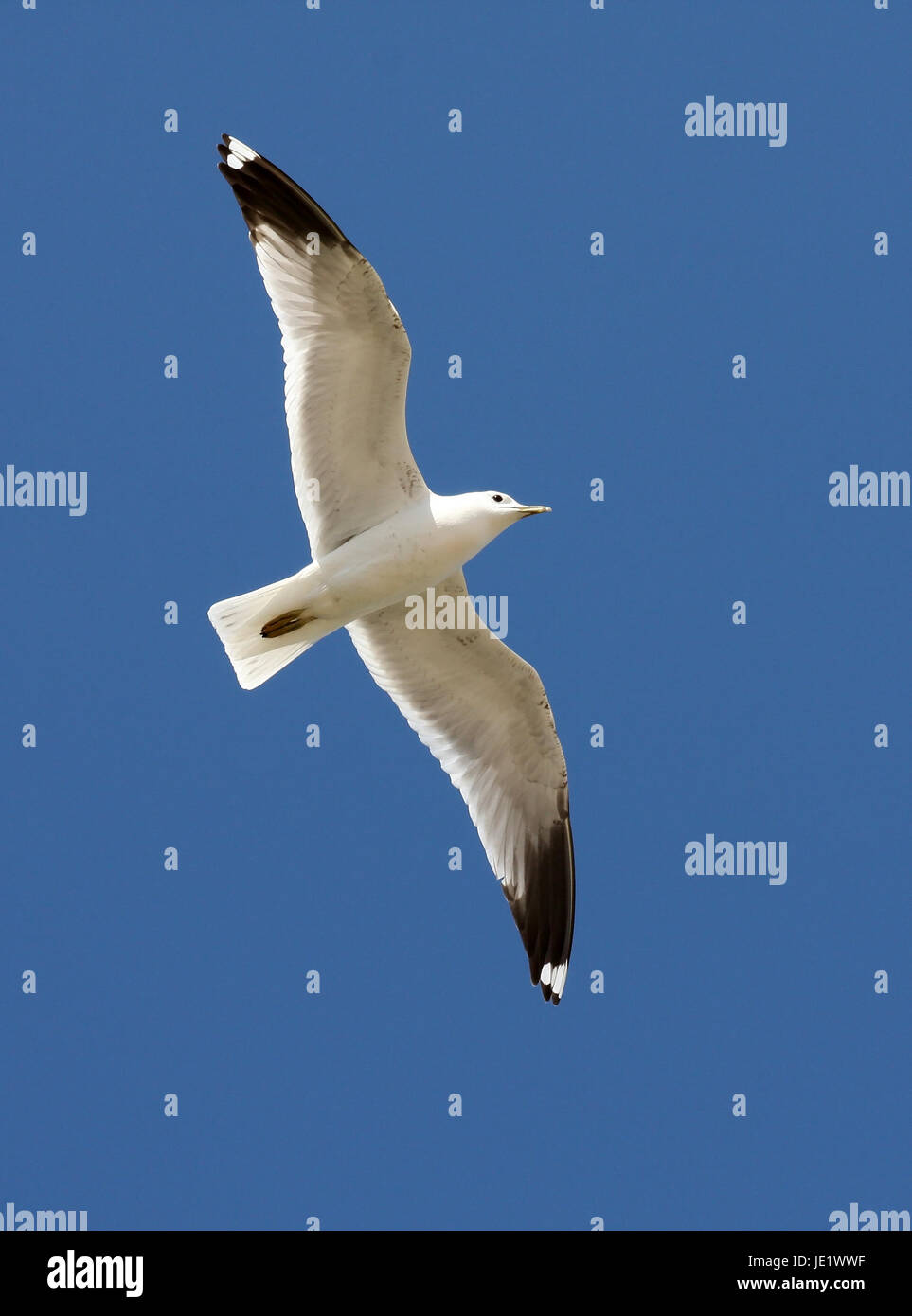 gull in flight Stock Photo - Alamy