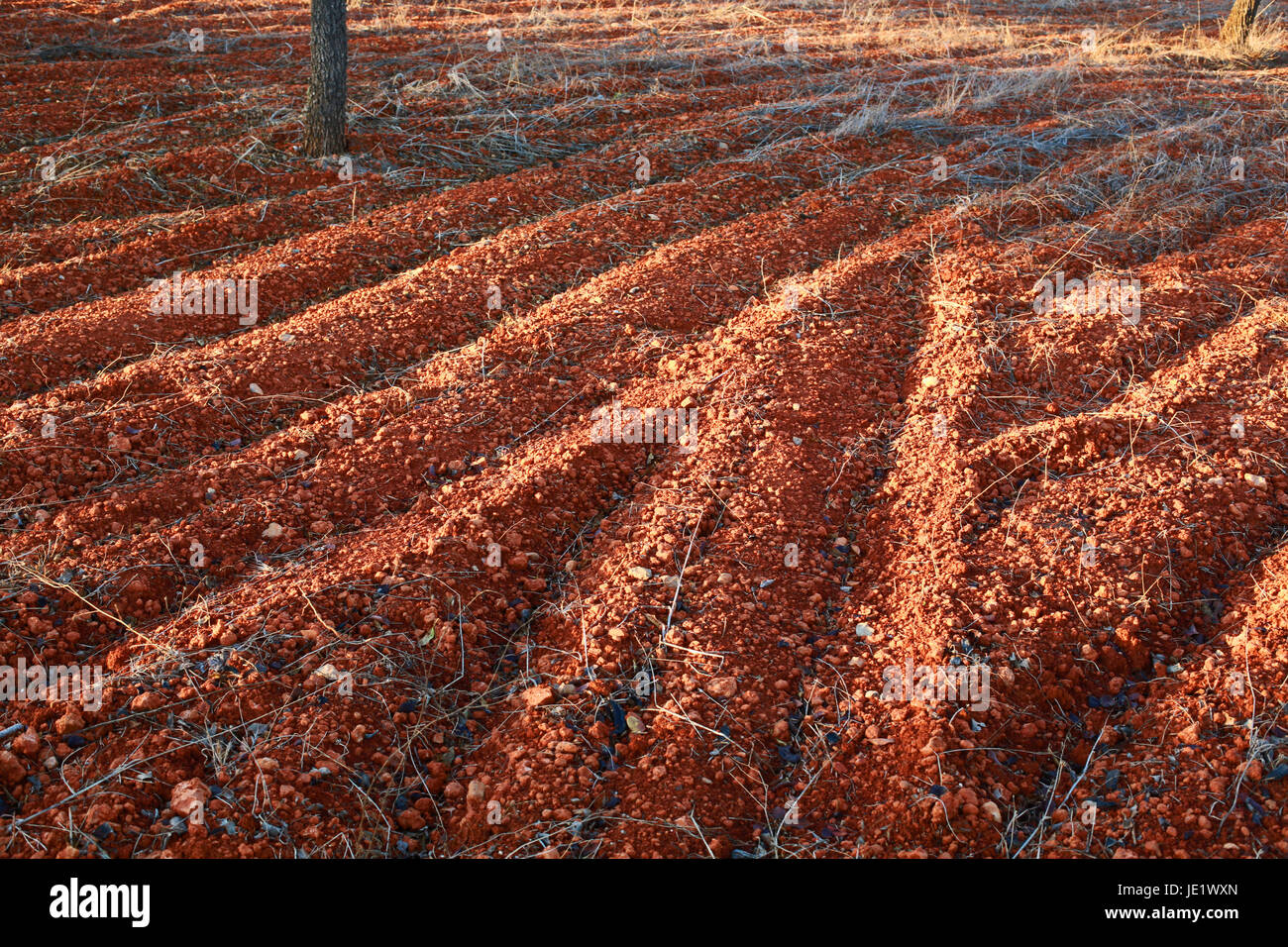 red farmland earth in ibiza Stock Photo - Alamy