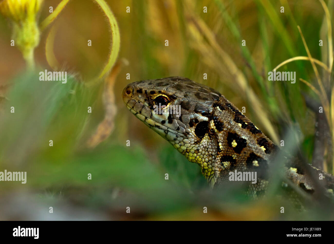 Female fence lizards hi-res stock photography and images - Alamy