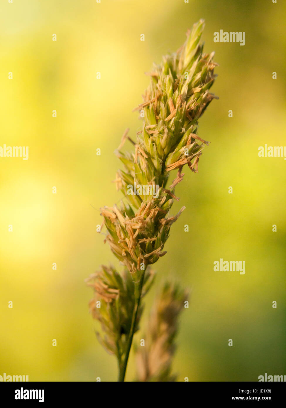 Golden wheat flower hi-res stock photography and images - Alamy