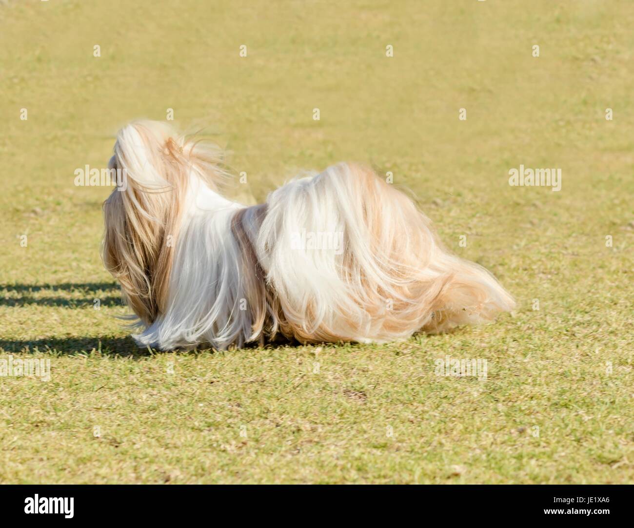 A small young light brown, black and white tan Shih Tzu dog with a long ...