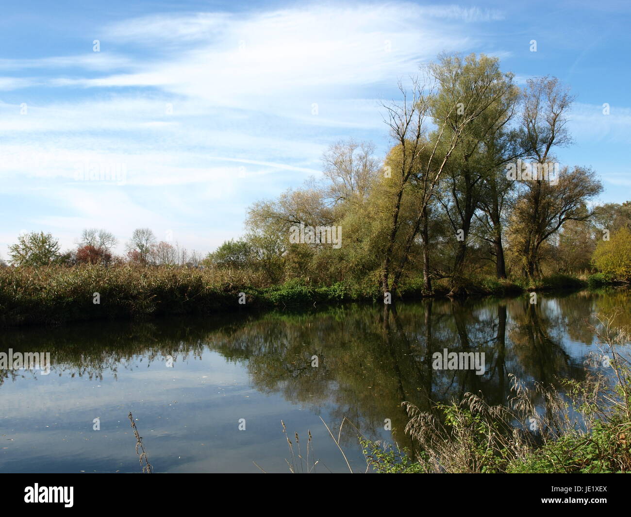 copse in amper Stock Photo - Alamy