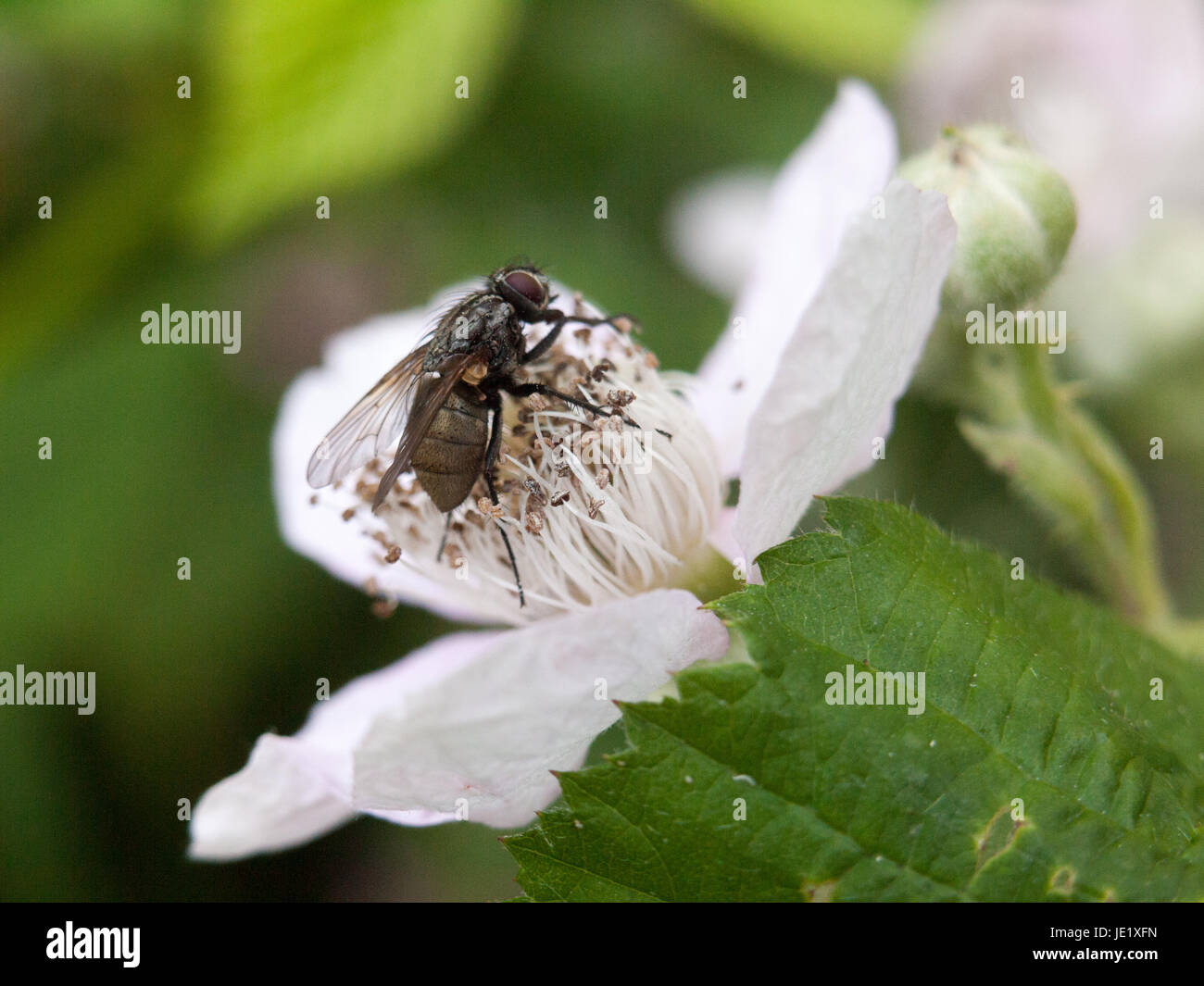 Cabbage leaf legs hi-res stock photography and images - Alamy