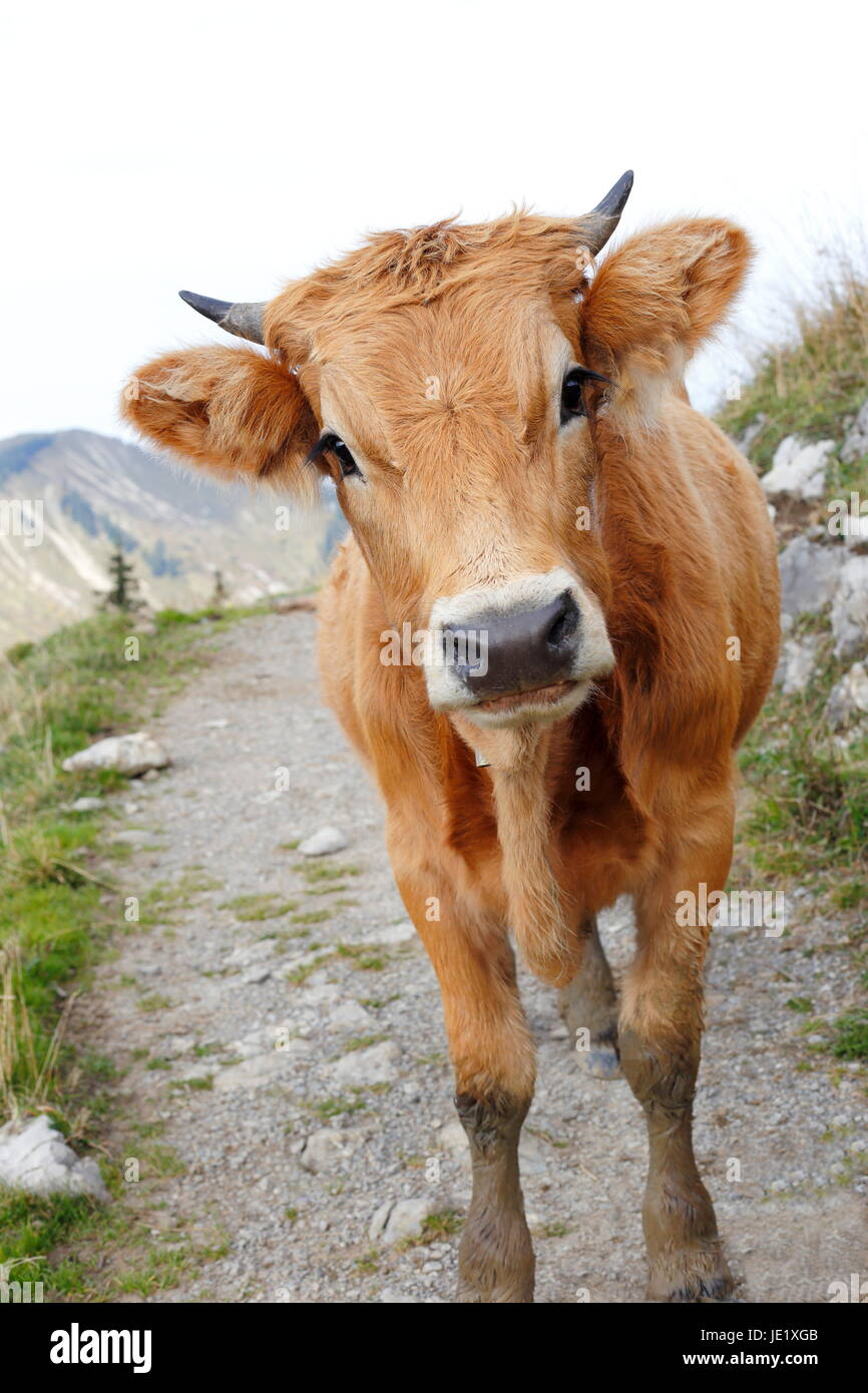 Braunes kalb hi-res stock photography and images - Alamy