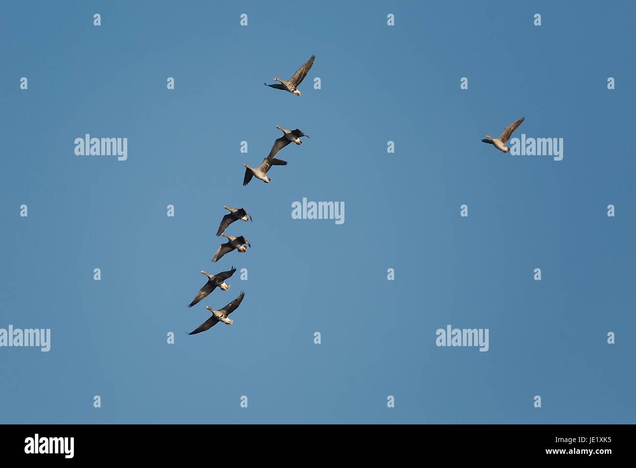 Flock of geese flying in formation Stock Photo - Alamy