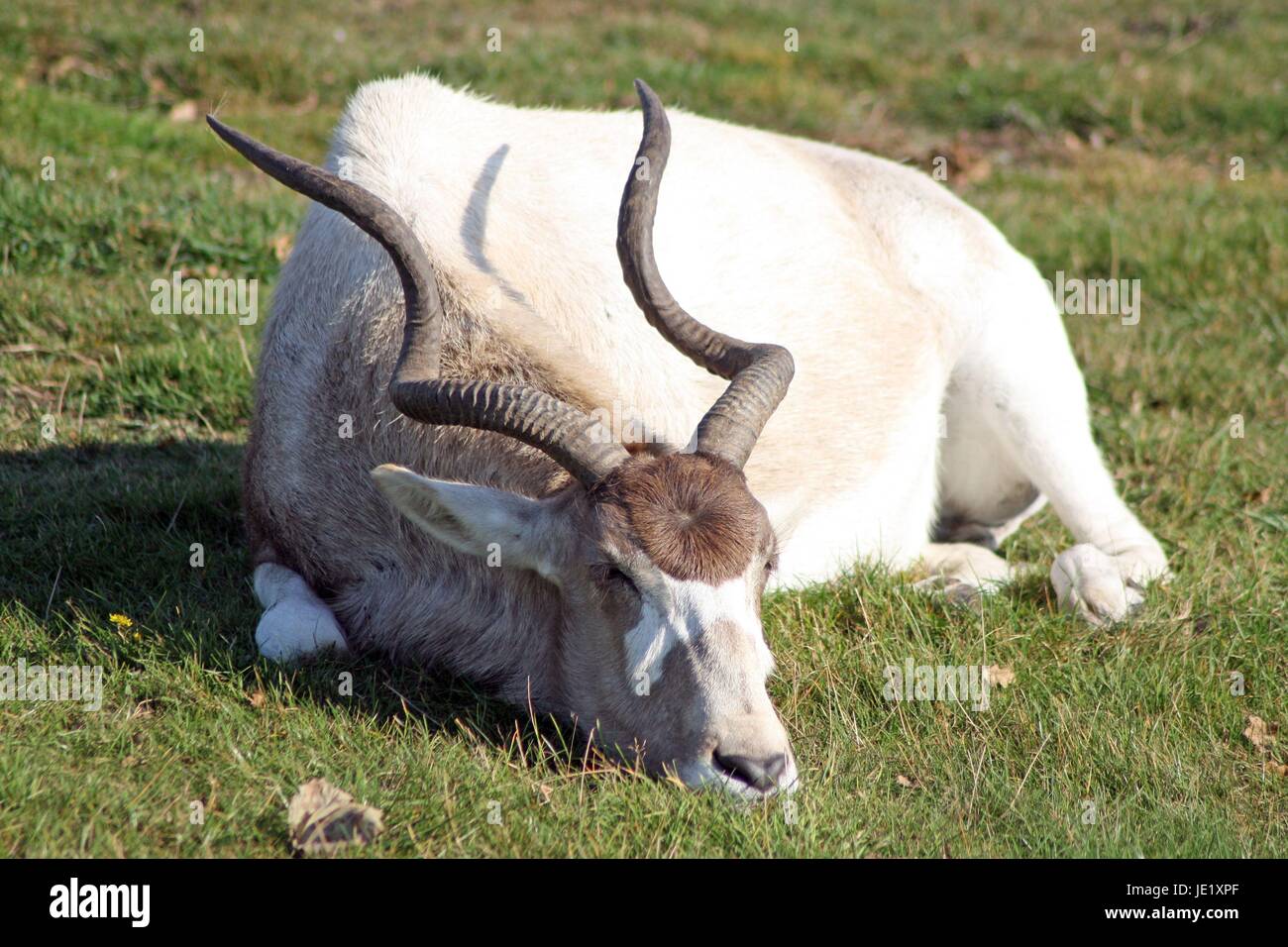 Addax male hi-res stock photography and images - Alamy