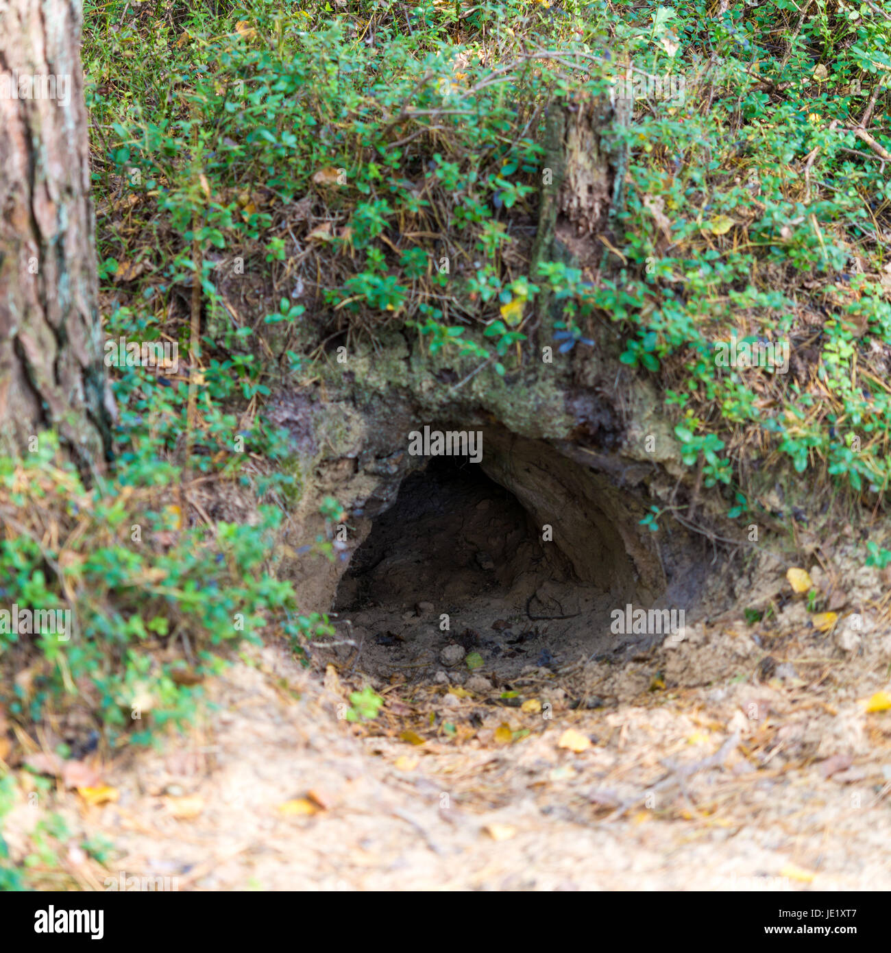 Fuchs hintergrund hi-res stock photography and images - Alamy