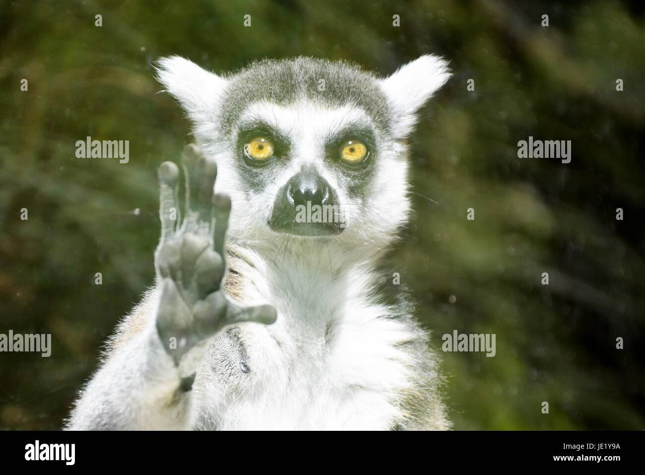 katta im zoo Stock Photo - Alamy