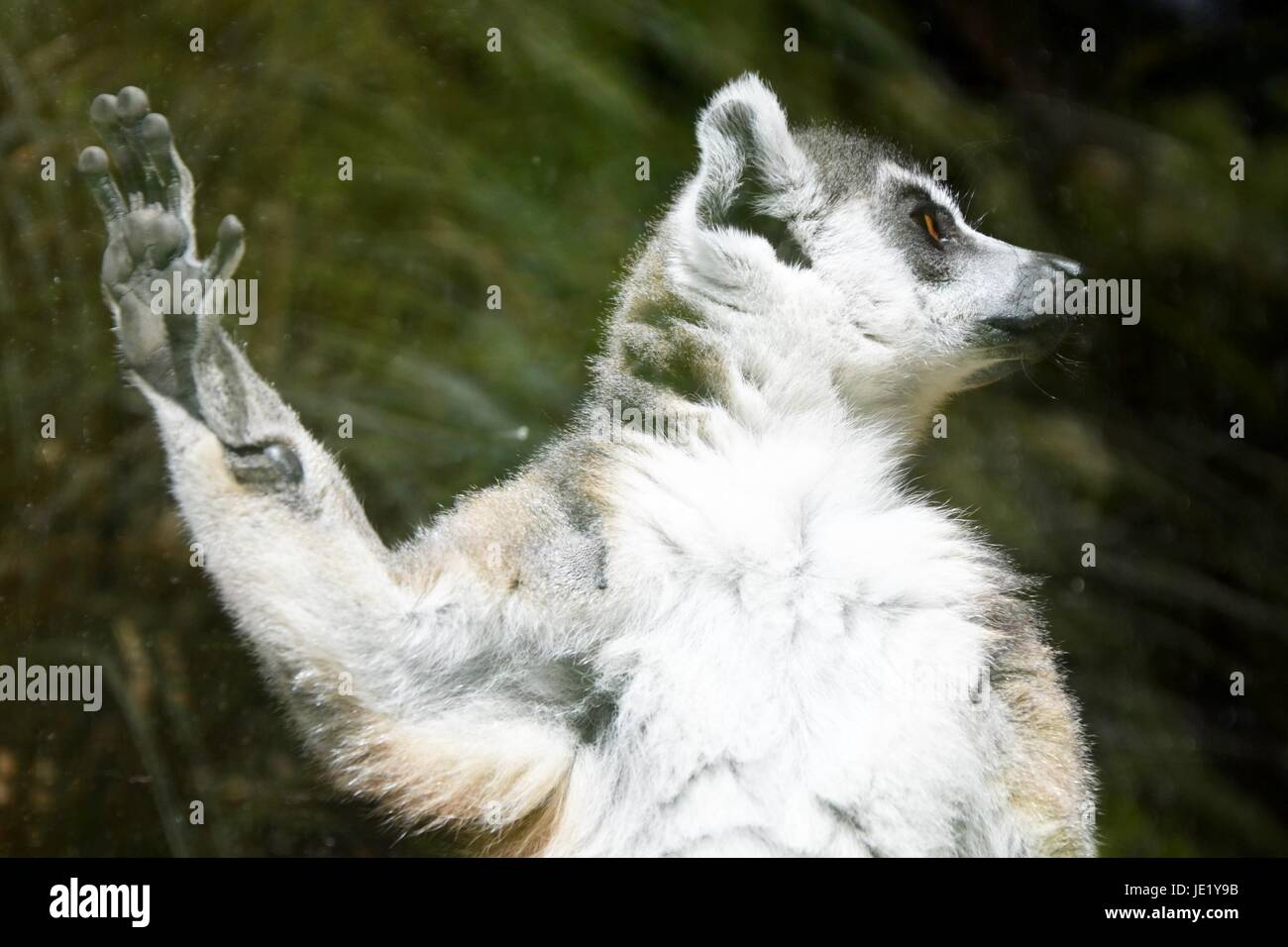 katta im zoo Stock Photo - Alamy