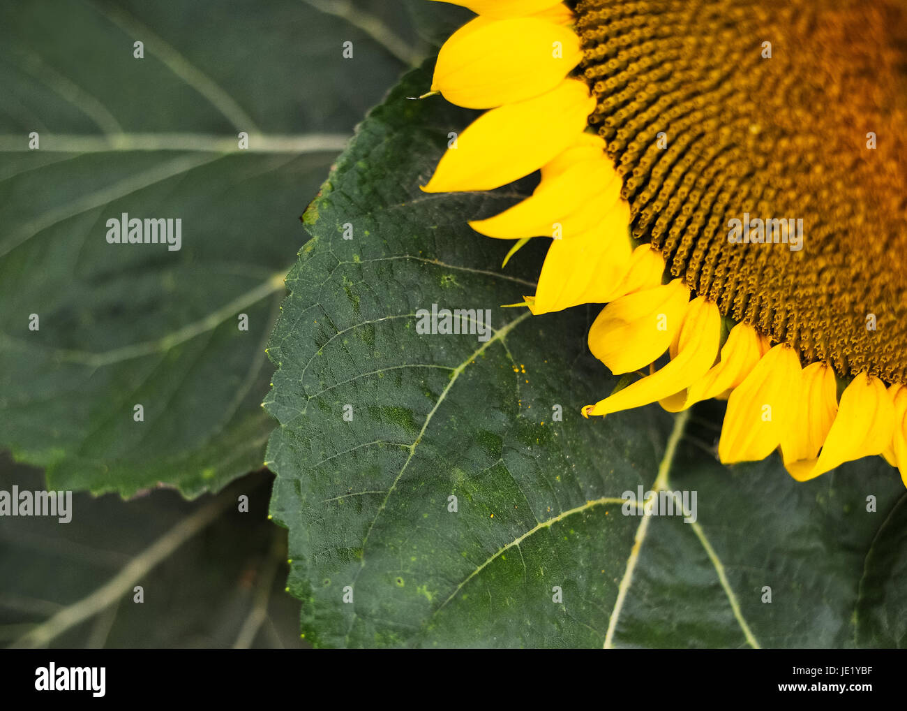 Cores structure hi-res stock photography and images - Alamy