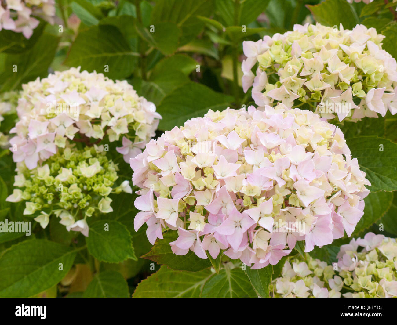 beautiful front garden flower budding in the summer Stock Photo - Alamy