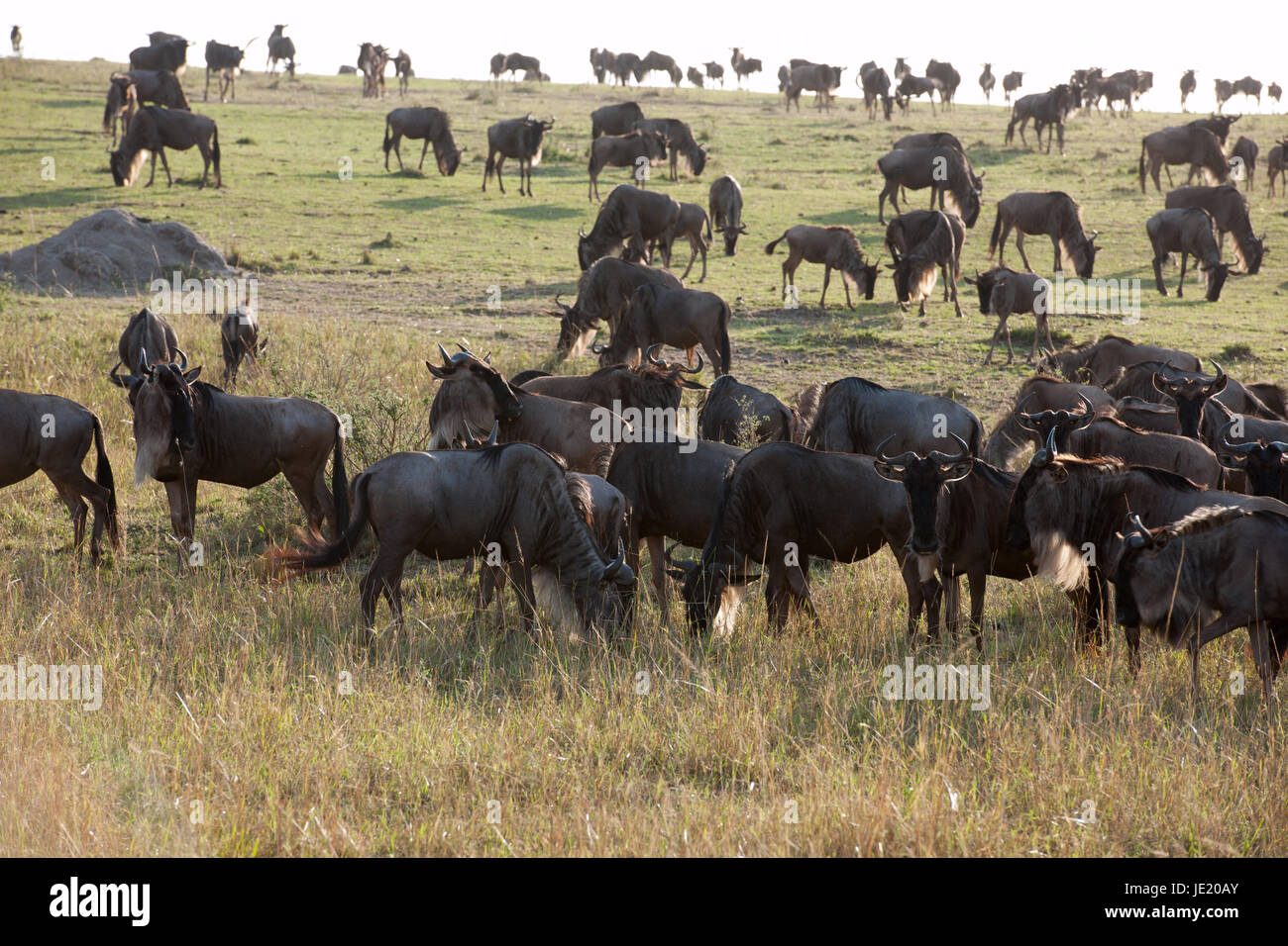 gnu migration on the mara river Stock Photo - Alamy