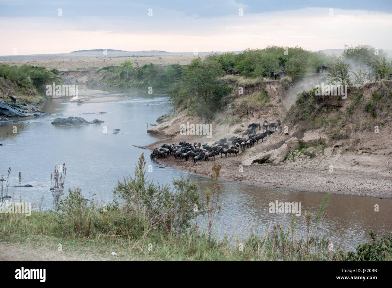 gnu migration on the mara river Stock Photo - Alamy