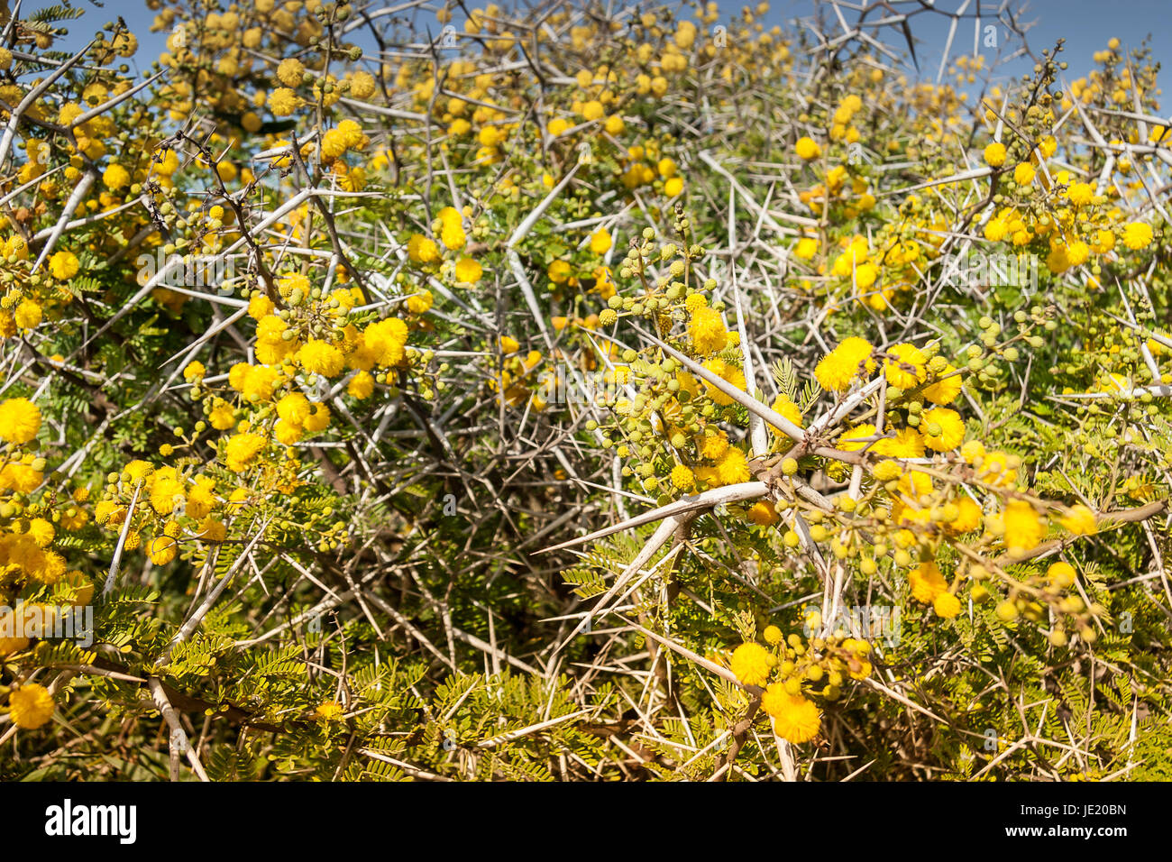 Flora of Souss Masa National Park in Morocco at summer Stock Photo - Alamy