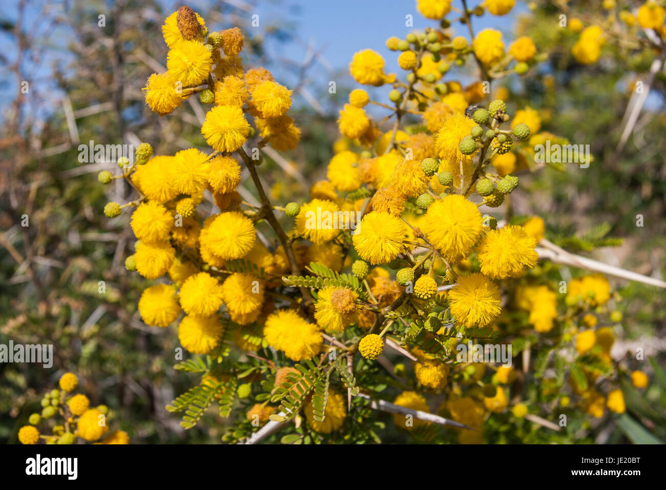 Flora of Souss Masa National Park in Morocco at summer Stock Photo - Alamy