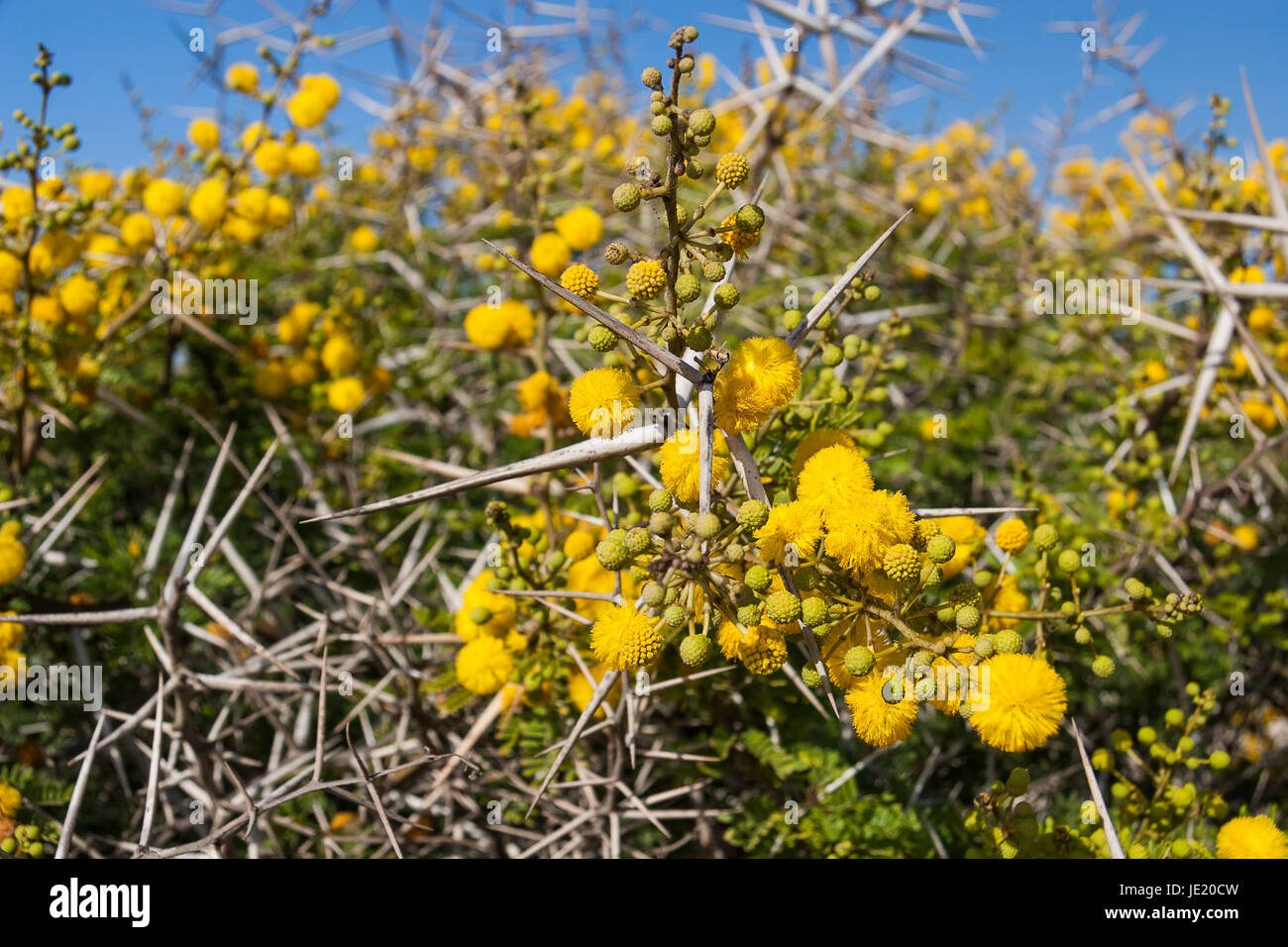 Flora of Souss Masa National Park in Morocco at summer Stock Photo - Alamy