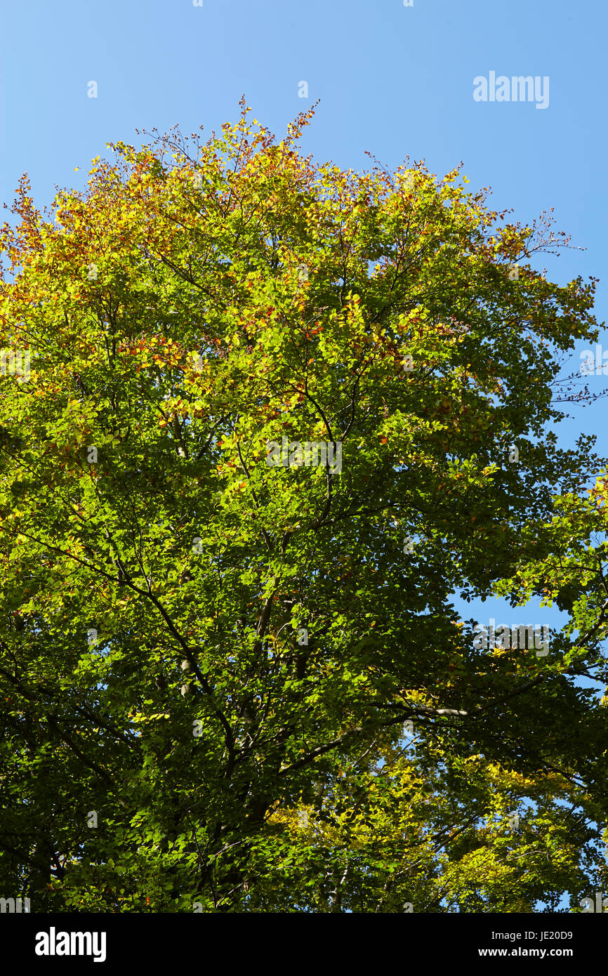 Broadleaf trees hi-res stock photography and images - Alamy