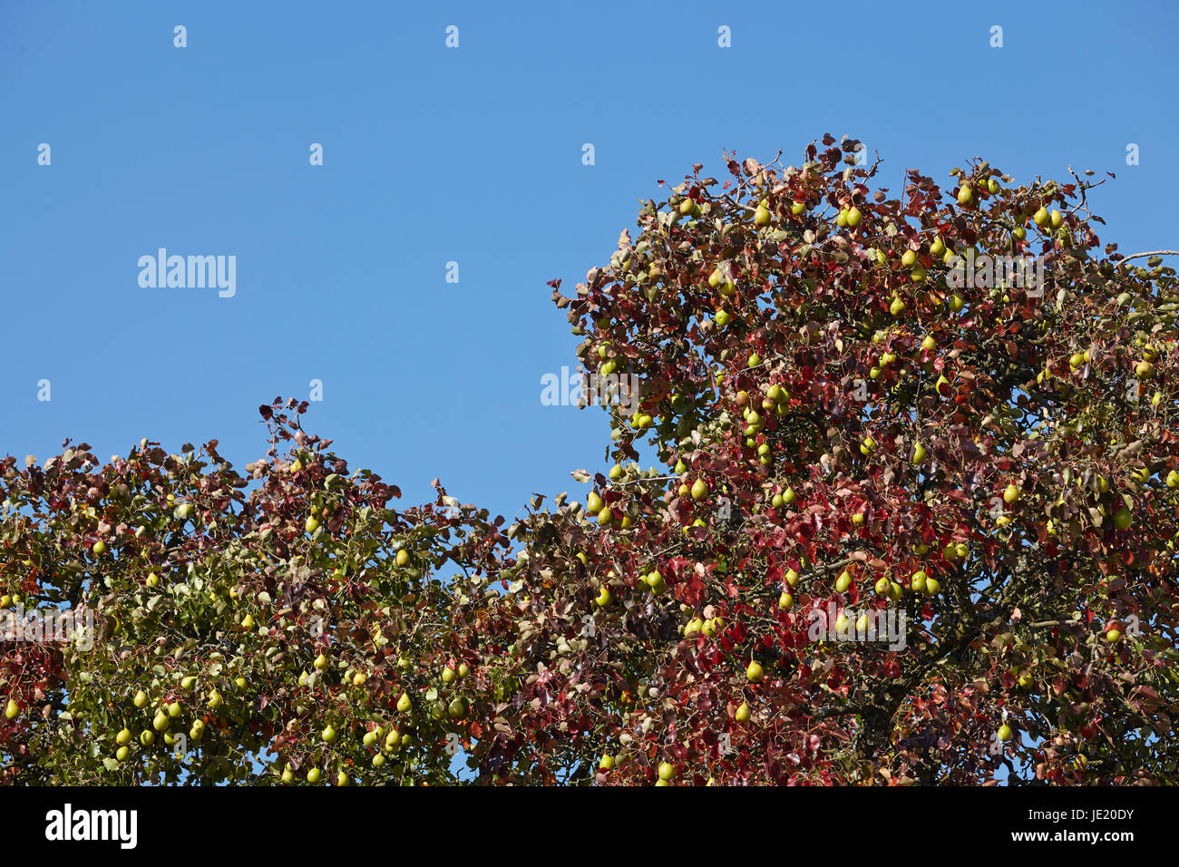 Crown pear hi-res stock photography and images - Alamy