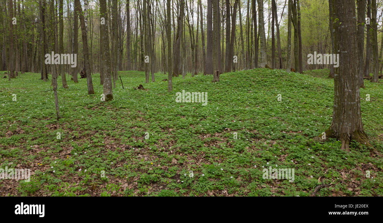 Inside mixed deciduous forest hi-res stock photography and images - Alamy