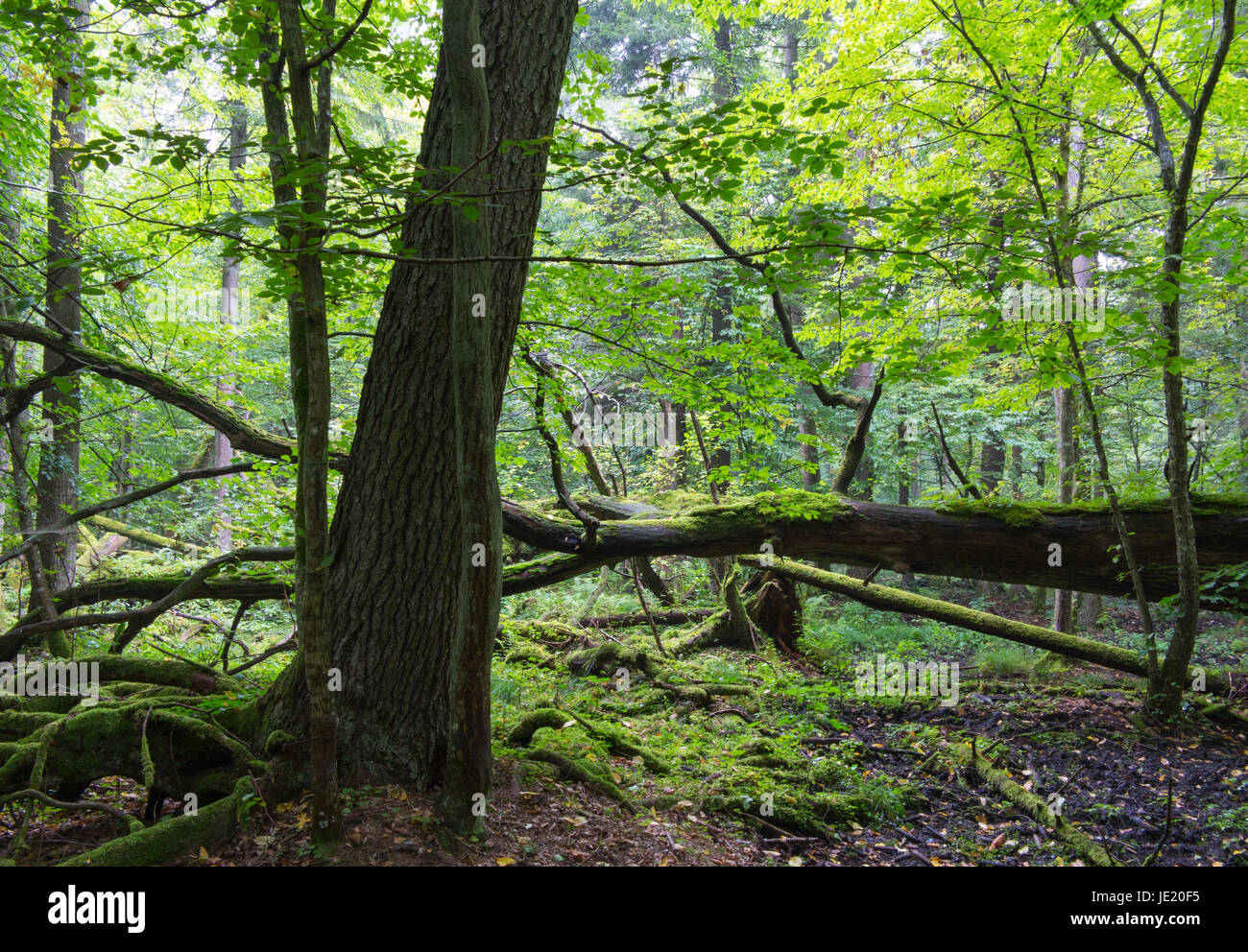 Old oak tree broken lying and old natural deciduous stand of Bialowieza ...
