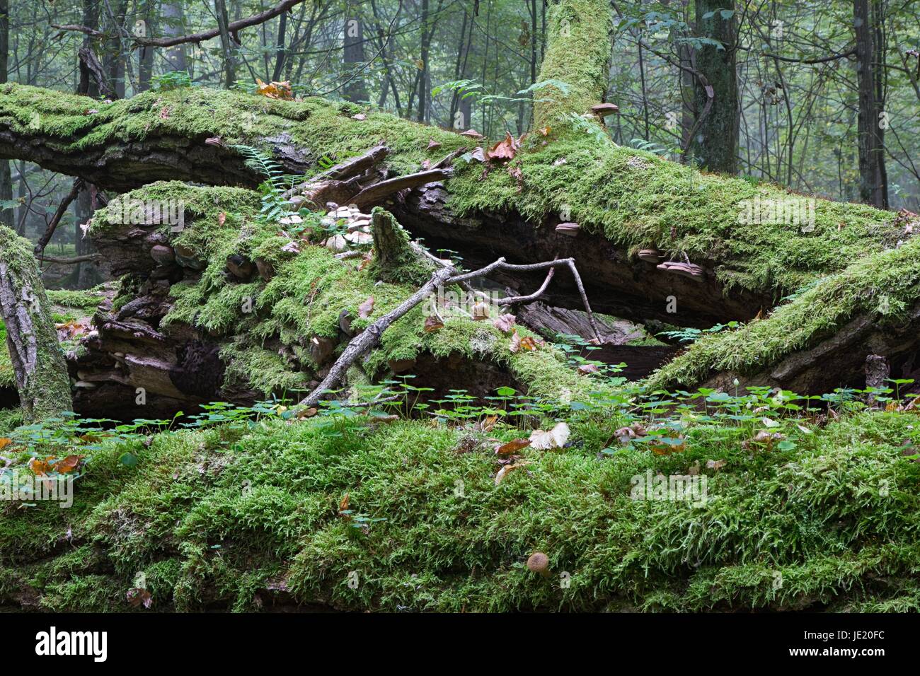 Most wrapped broken oak tree lying with plants and fungi grows over ...