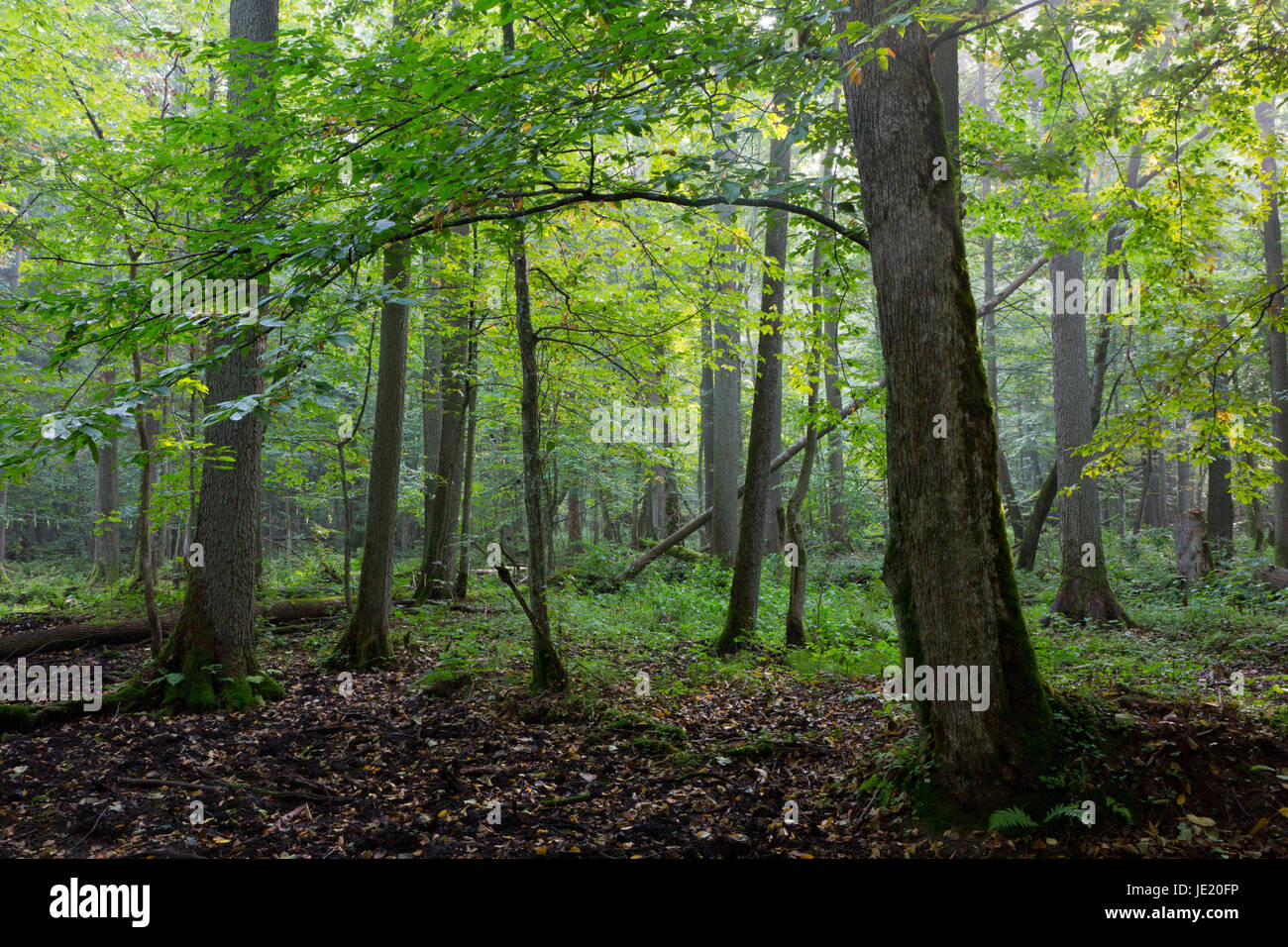 Alder carr forest hi-res stock photography and images - Alamy