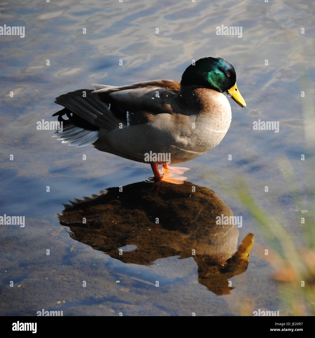 multifarious richly coloured Stock Photo - Alamy