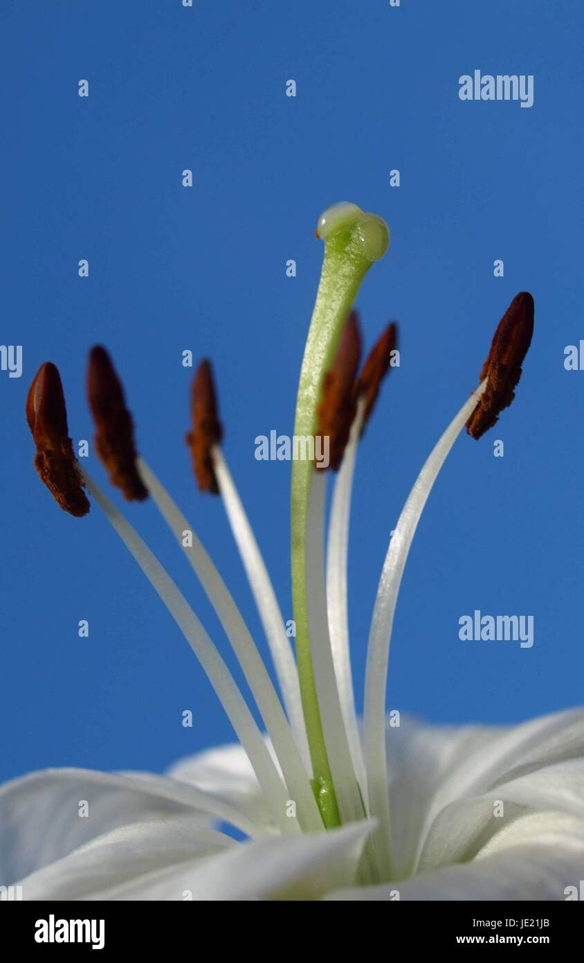 white lily stalk Stock Photo - Alamy