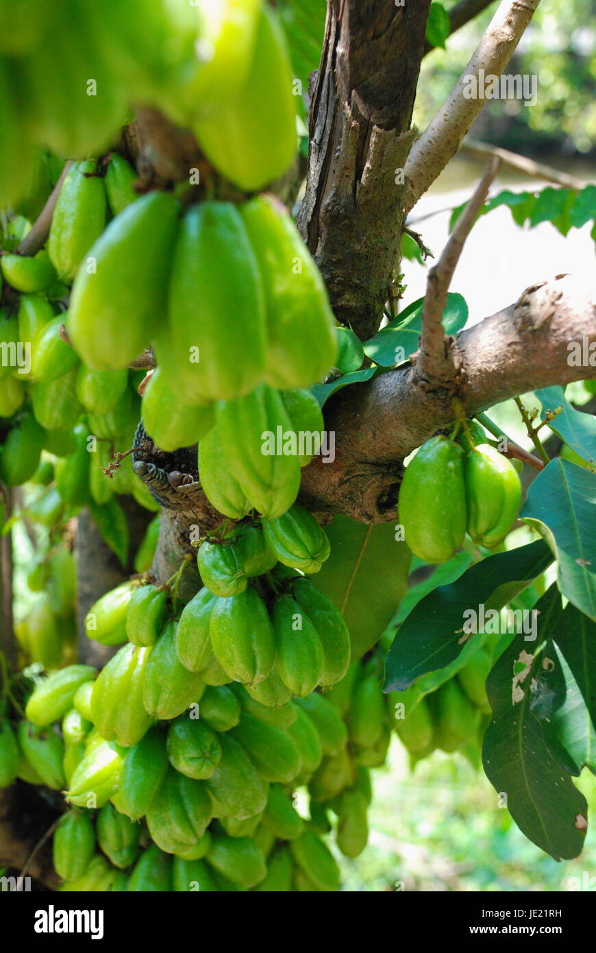 Talingpling fruit hi-res stock photography and images - Alamy