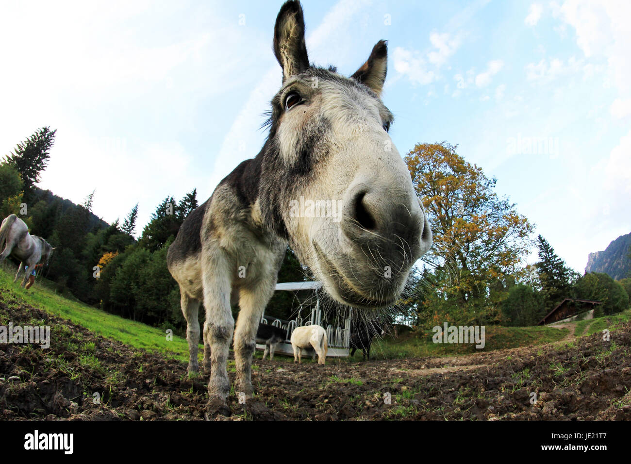 Wide angle mule nose hi-res stock photography and images - Alamy