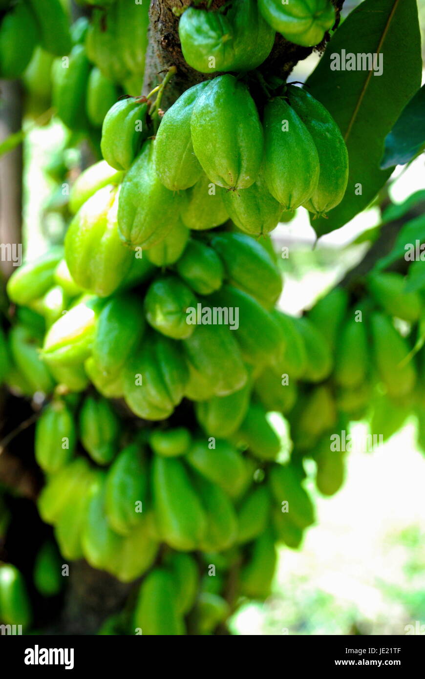 Talingpling fruit hi-res stock photography and images - Alamy