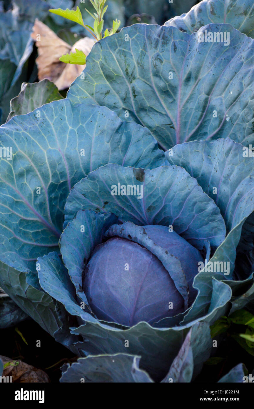 Farm grown purple cabbage Stock Photo - Alamy