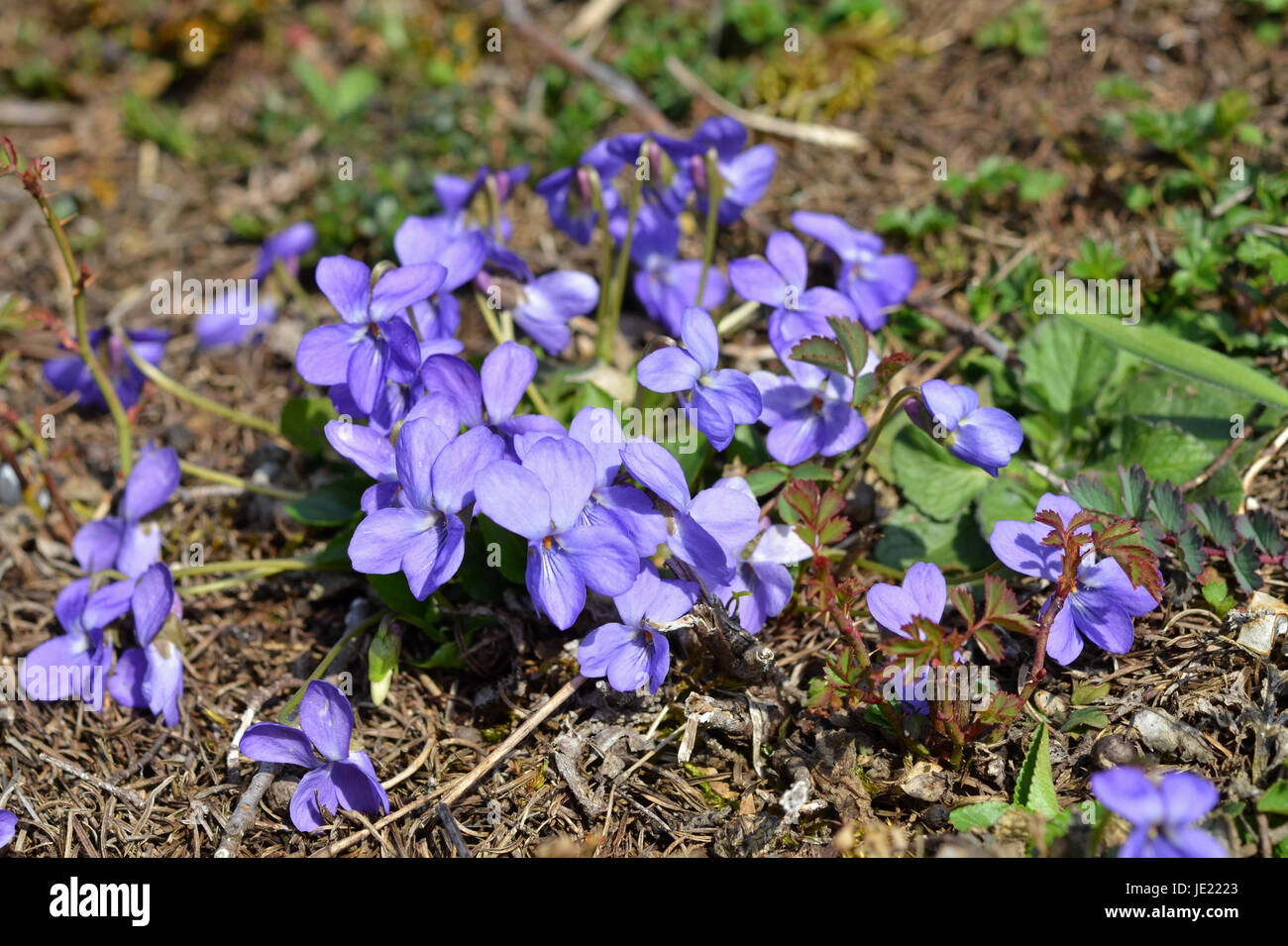 Violet grove hi-res stock photography and images - Alamy