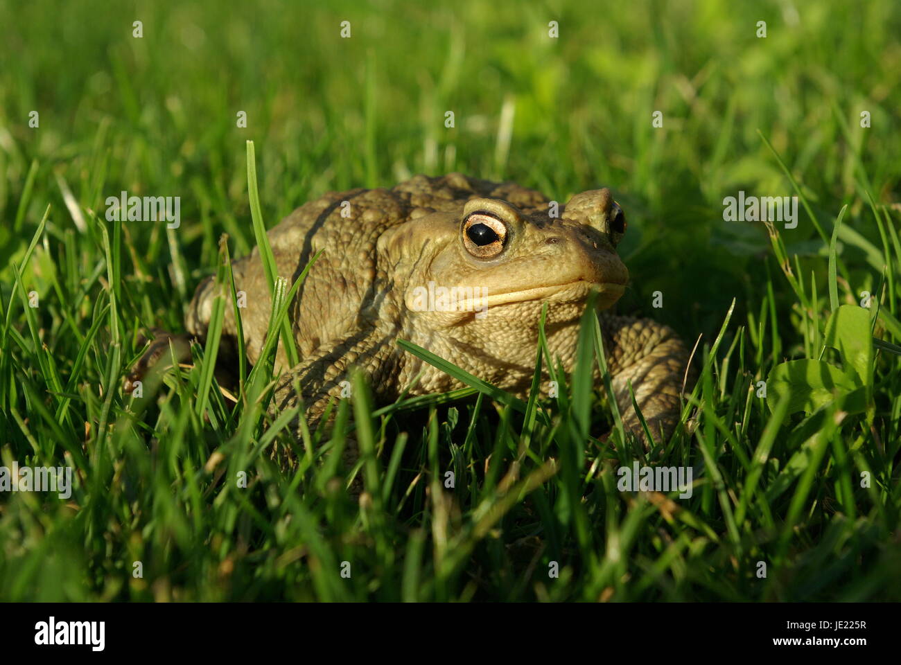 green conservation of nature Stock Photo - Alamy