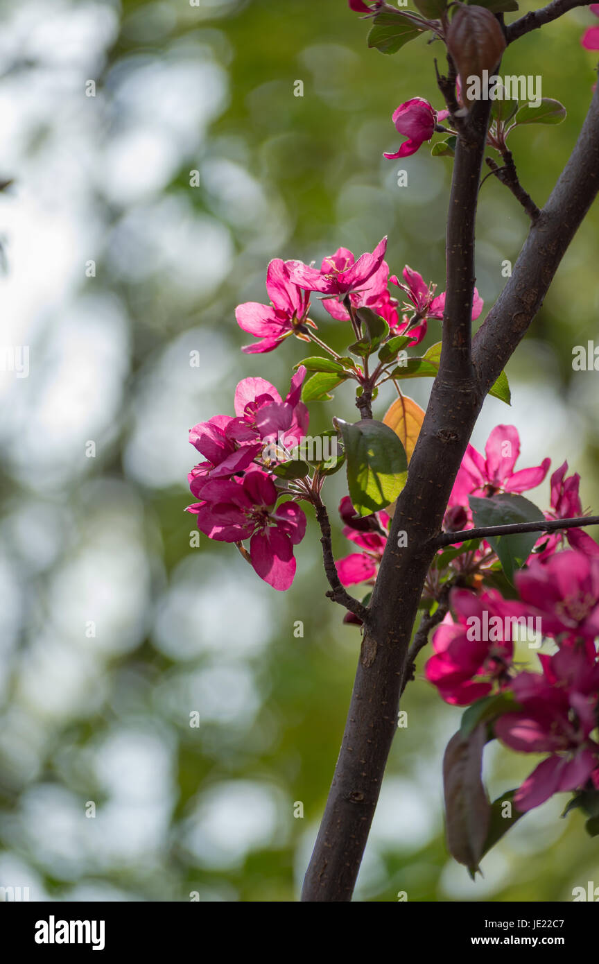 Pink flowers on a tree branch Stock Photo - Alamy