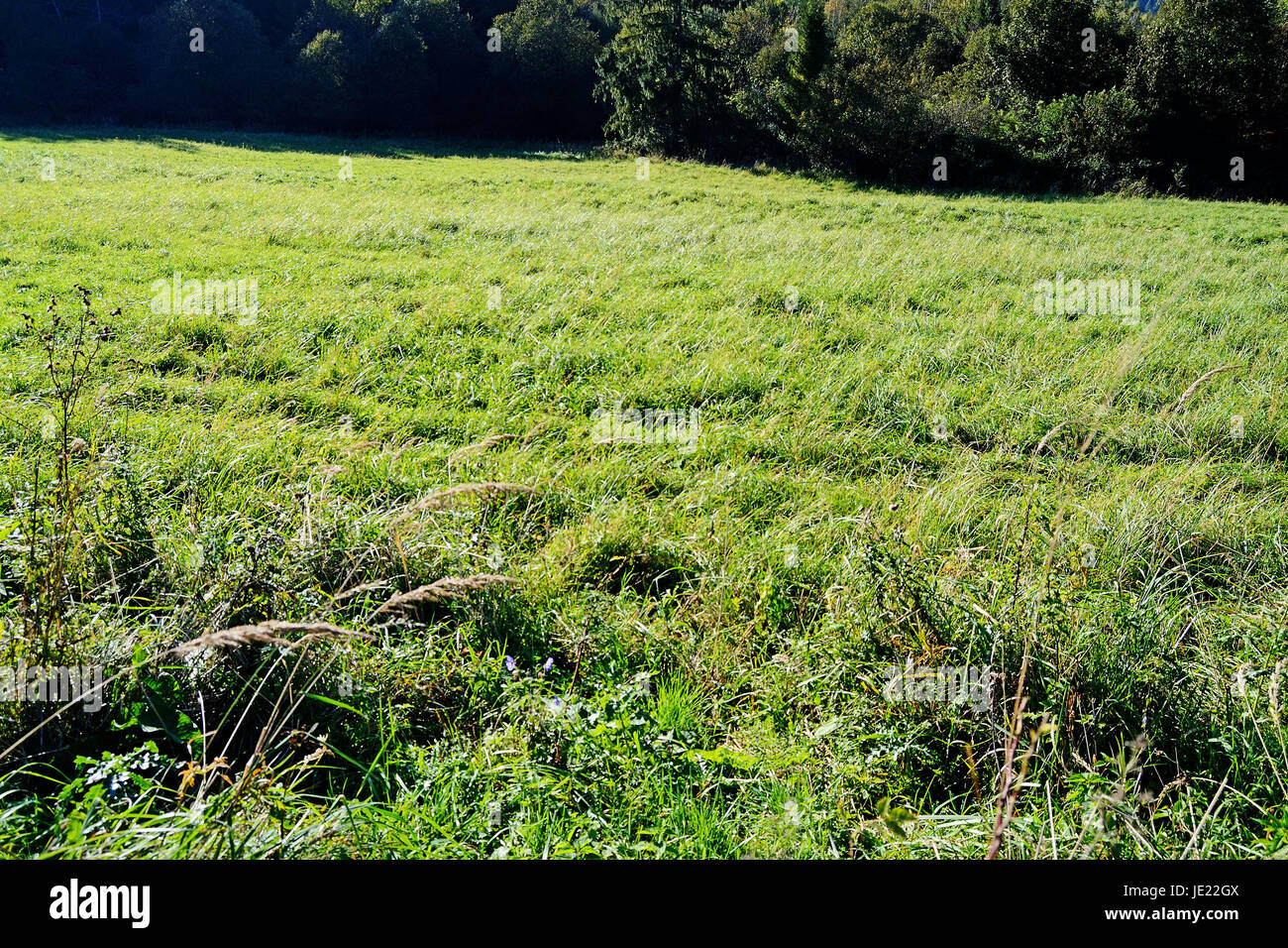 Forest with field of grass and plants Stock Photo - Alamy