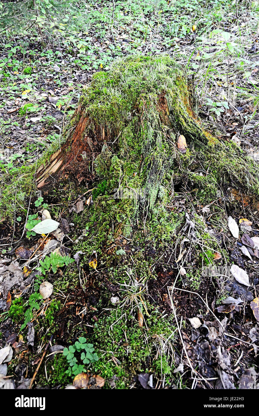 Forest with old rotten tree stump Stock Photo - Alamy