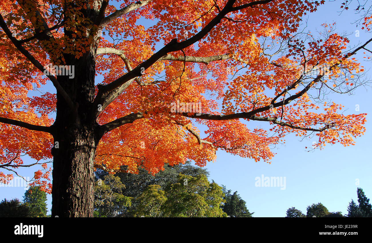 Orange Fall Foliage colors of Maple tree in Autumn Stock Photo - Alamy