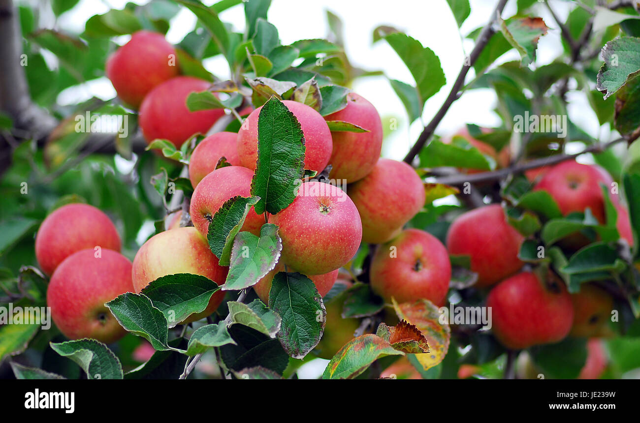 cluster of farm fresh red delicious apple fruit growing on tree Stock ...