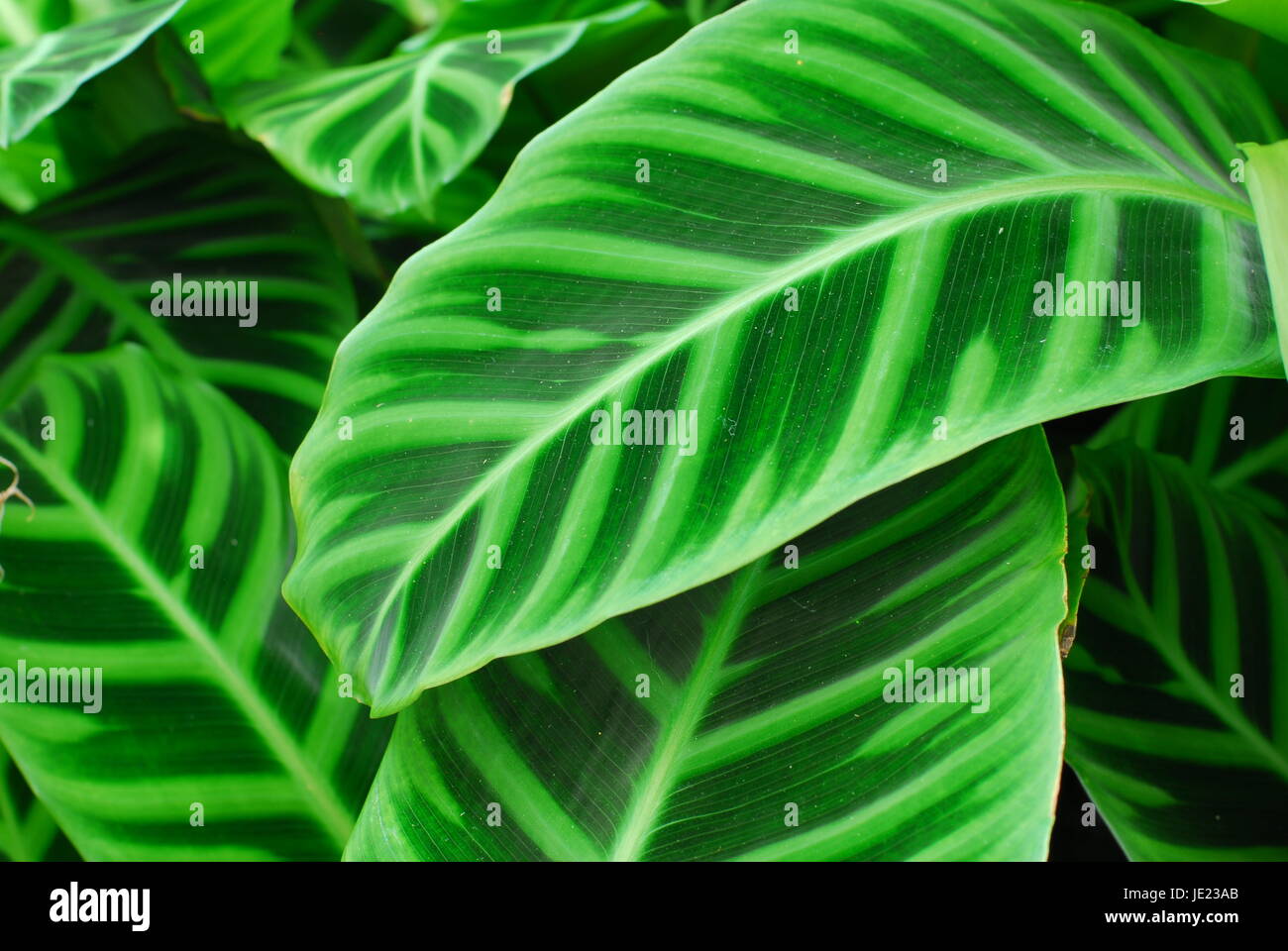 Dark Green Leaves of indoor Plant having pattern Stock Photo - Alamy